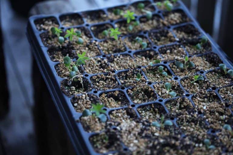 How To Grow Lupines -Planting And Care - Farmhouse & Blooms
