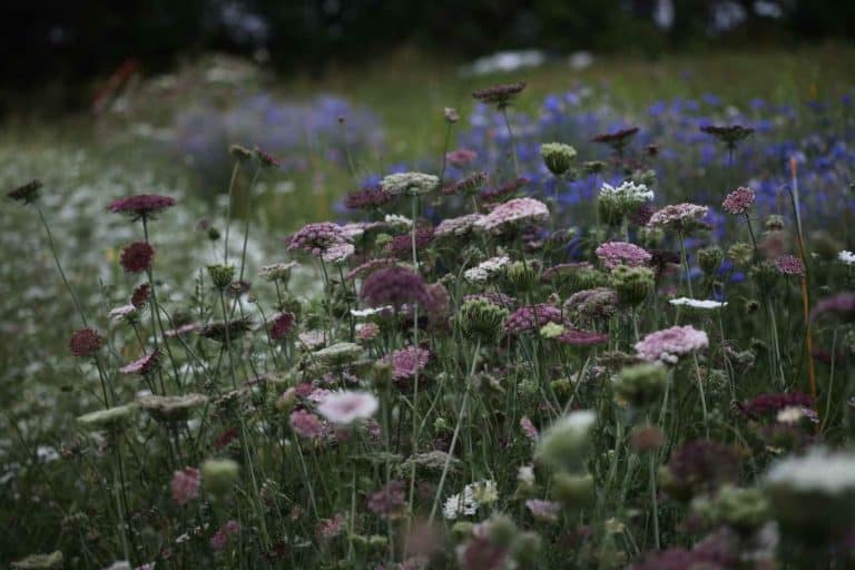 How To Grow Ammi- Ammi Majus And Visnaga | Farmhouse & Blooms