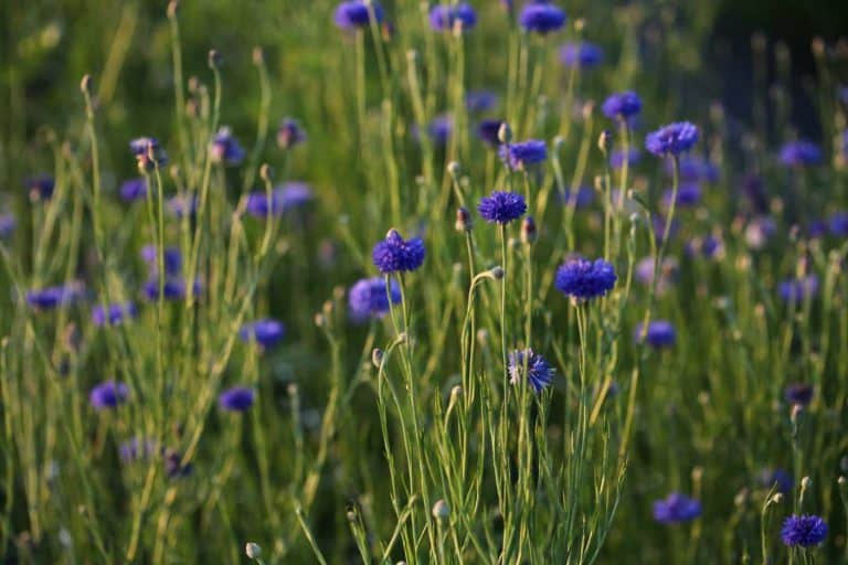 How To Grow Bachelor Buttons - Farmhouse & Blooms