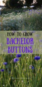 How To Grow Bachelor Buttons - Farmhouse & Blooms