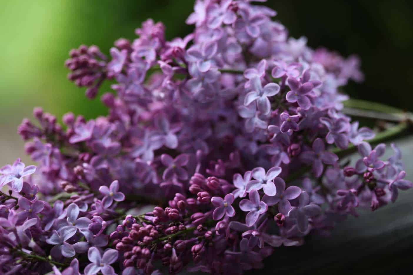 How To Make Lilac Jelly ~ Preserve The Taste Of Spring - Farmhouse & Blooms