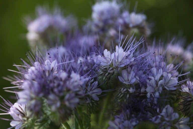 How To Grow Phacelia - A Beneficial Native Plant - Farmhouse & Blooms