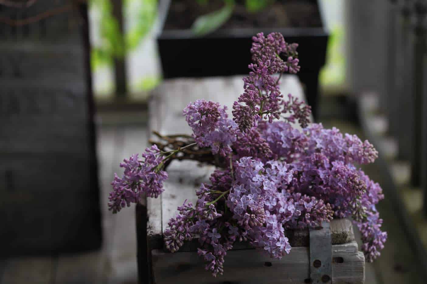 How To Make Lilac Jelly ~ Preserve The Taste Of Spring | Farmhouse & Blooms