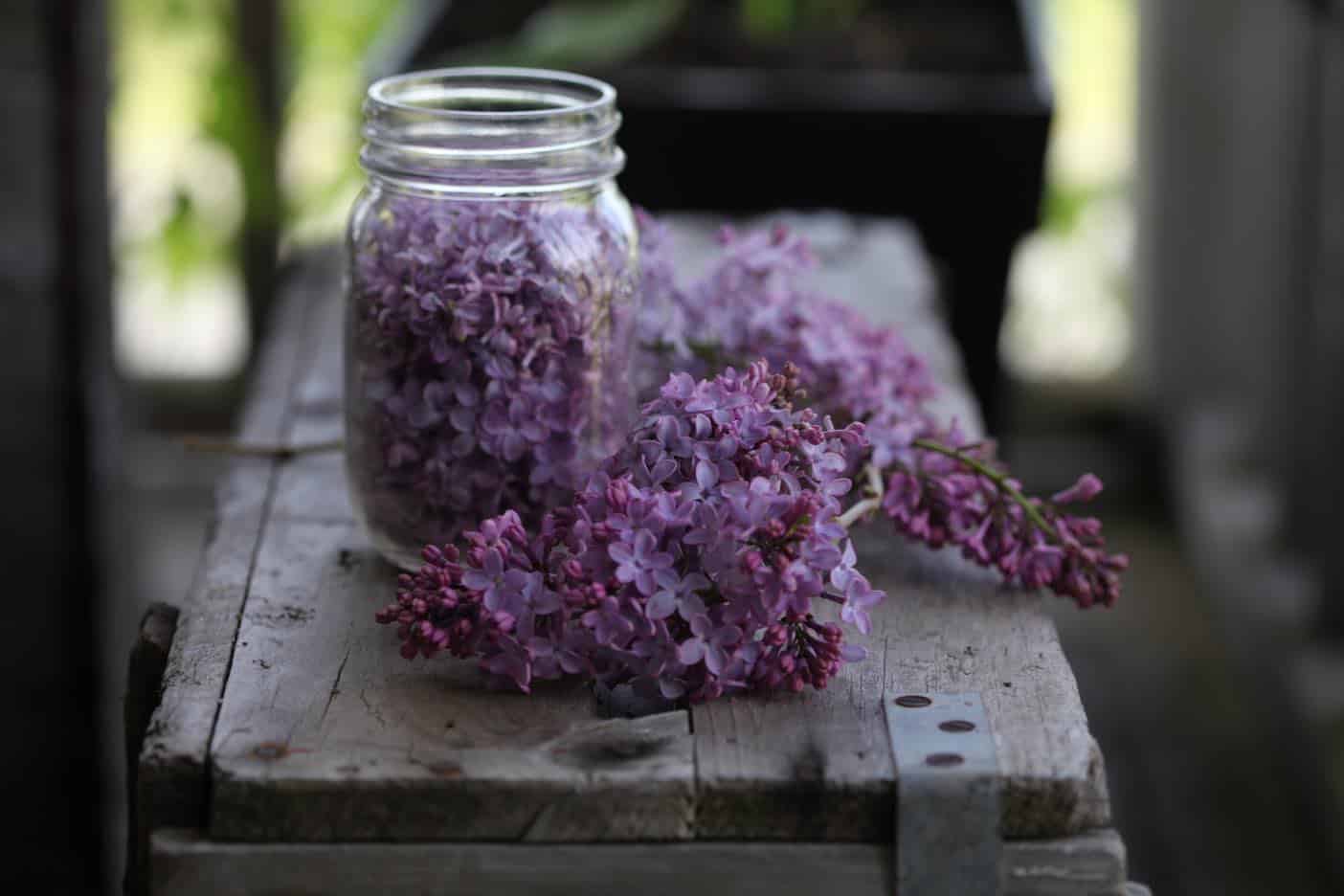How To Make Lilac Sugar ~ A Sparkling Taste Of Spring - Farmhouse & Blooms