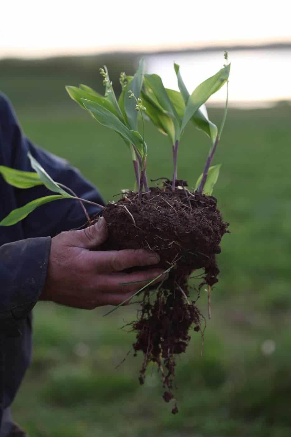 How To Transplant Lily Of The Valley
