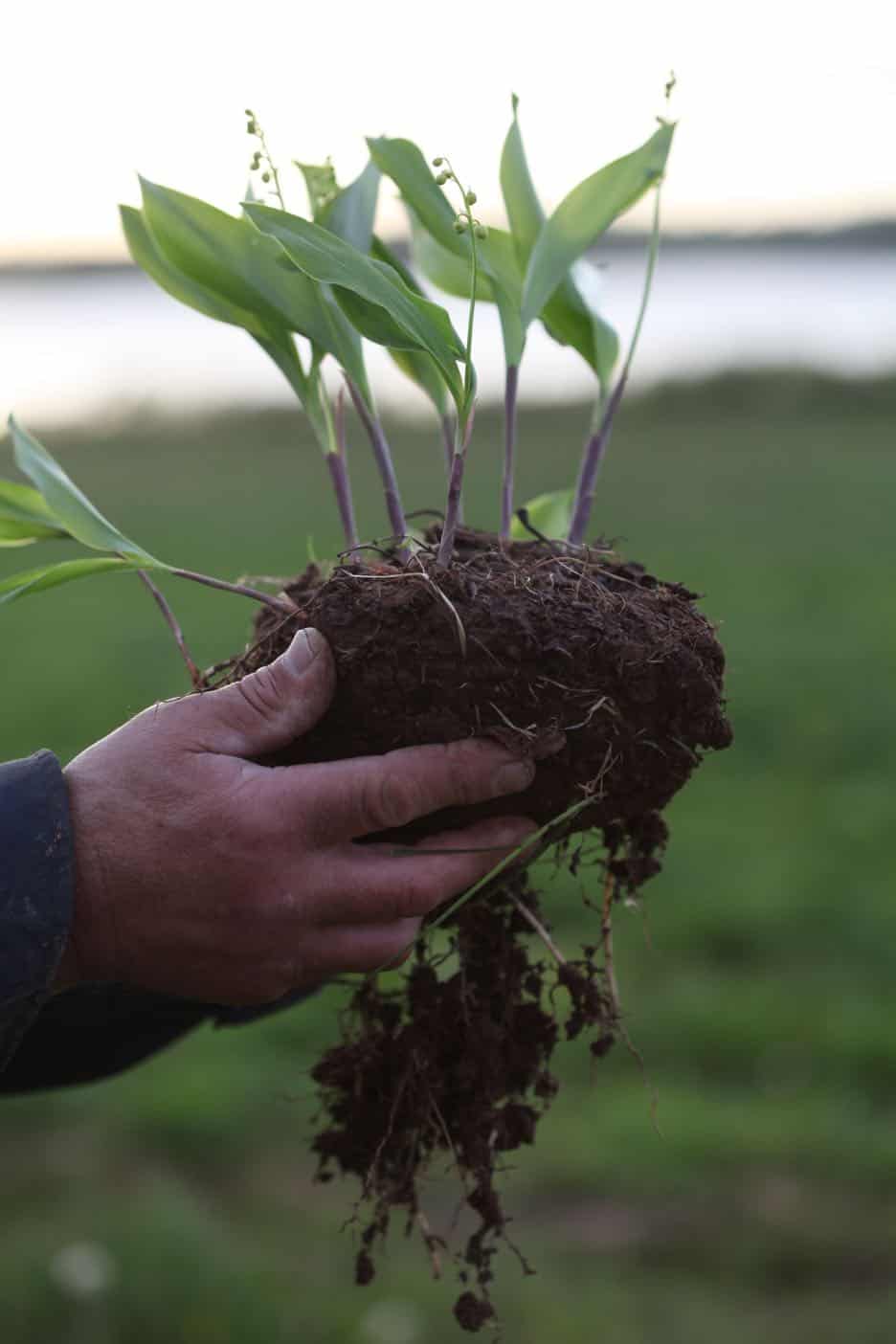 How To Transplant Lily Of The Valley