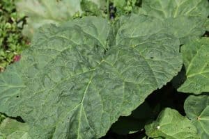 Where Does Rhubarb Grow Best In The Garden? | Farmhouse & Blooms
