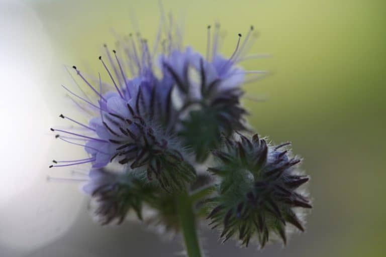 How To Grow Phacelia - A Beneficial Native Plant - Farmhouse & Blooms