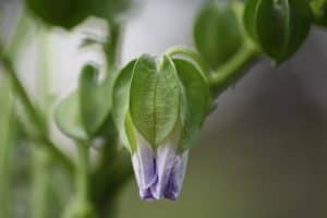 Growing Apple Of Peru ~The Shoo Fly Plant | Farmhouse & Blooms