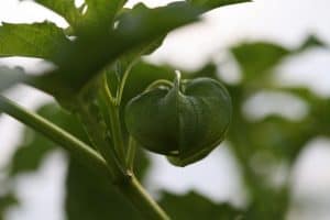Growing Apple Of Peru ~The Shoo Fly Plant | Farmhouse & Blooms