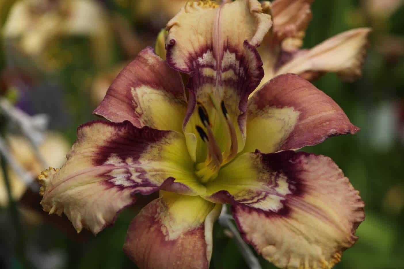 How To Hybridize Daylilies To Create New Flowers - Farmhouse & Blooms