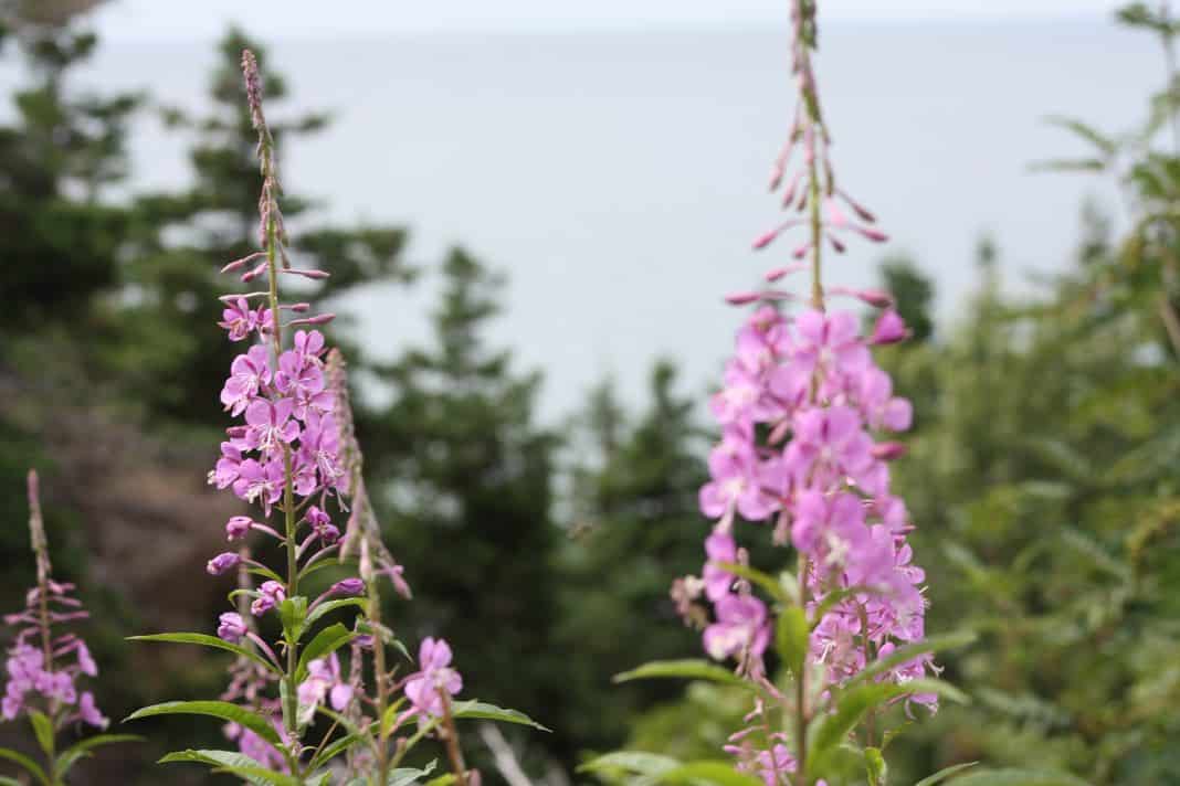 How To Make Fireweed Jelly - Farmhouse & Blooms
