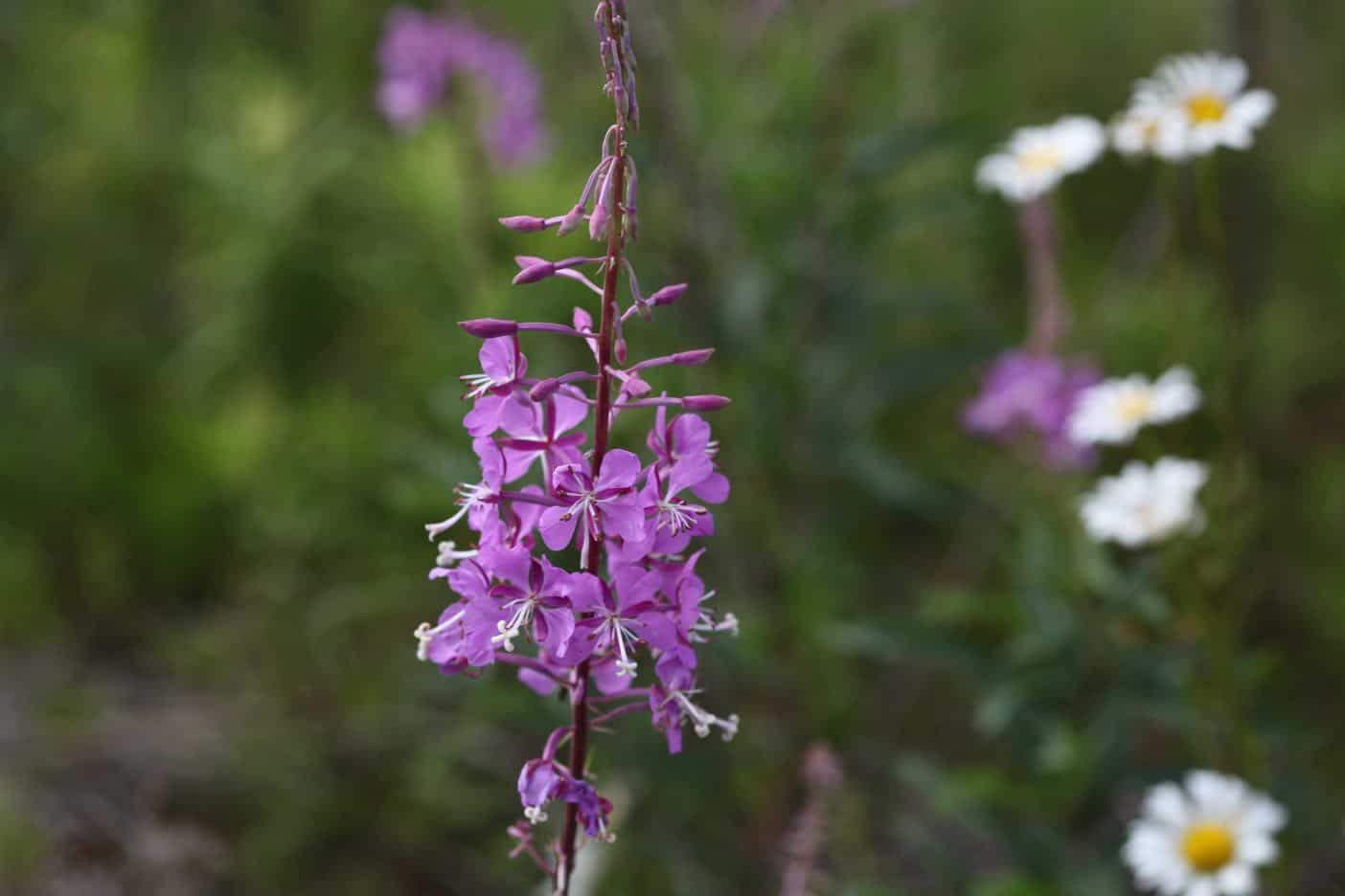 How To Make Fireweed Jelly - Farmhouse & Blooms