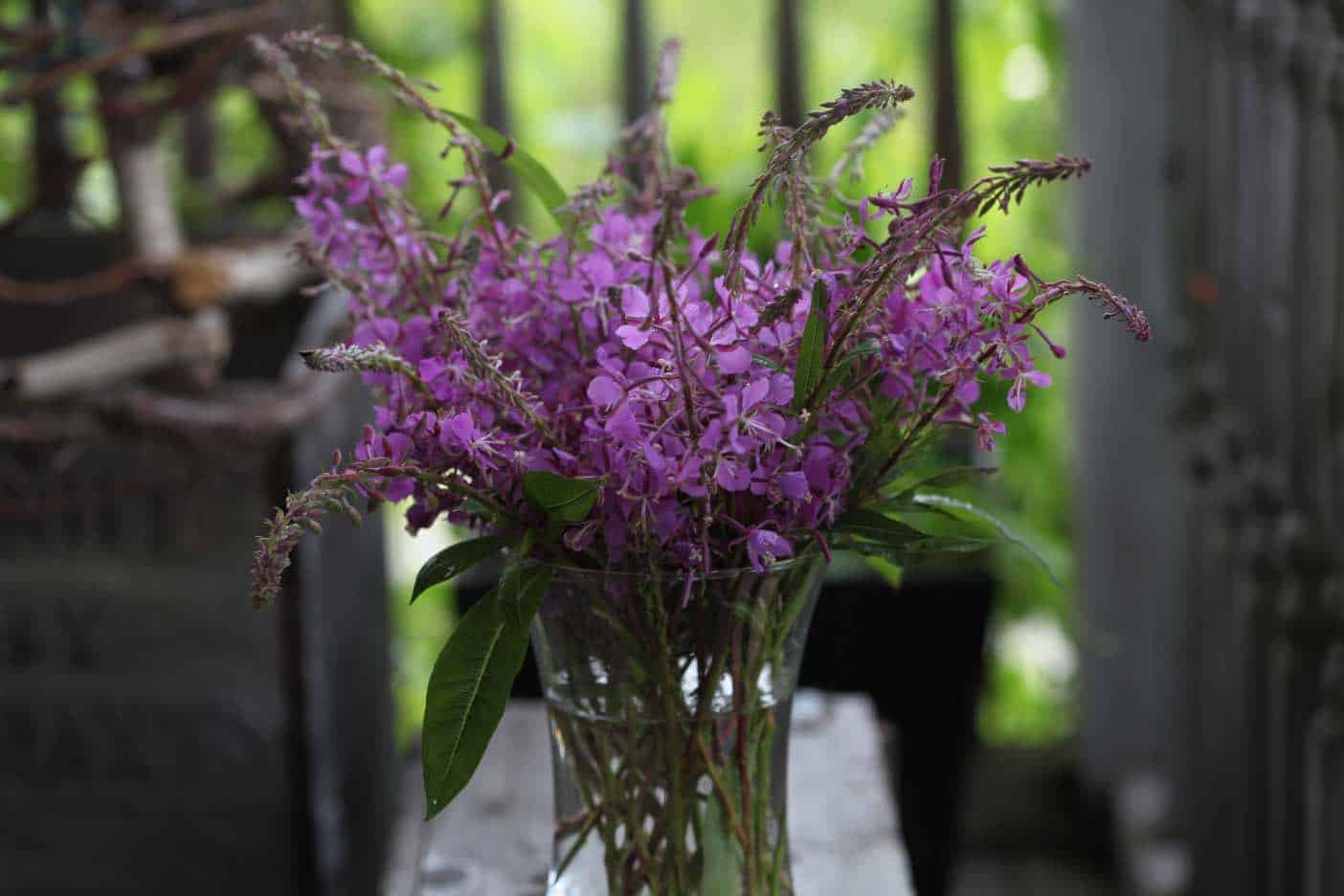 How To Make Fireweed Jelly - Farmhouse & Blooms