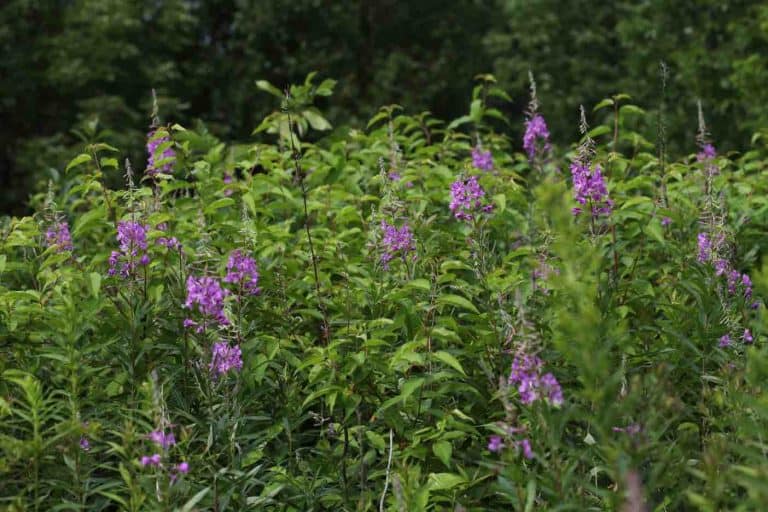 How To Make Fireweed Jelly - Farmhouse & Blooms