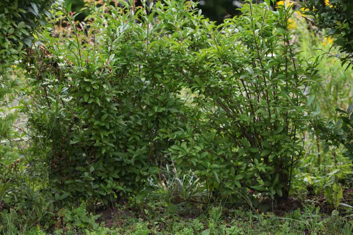 How To Grow A Privet Hedge From Cuttings | Farmhouse & Blooms