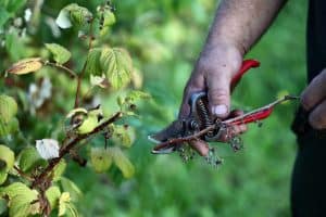 How To Prune Raspberries The Right Way - Farmhouse & Blooms