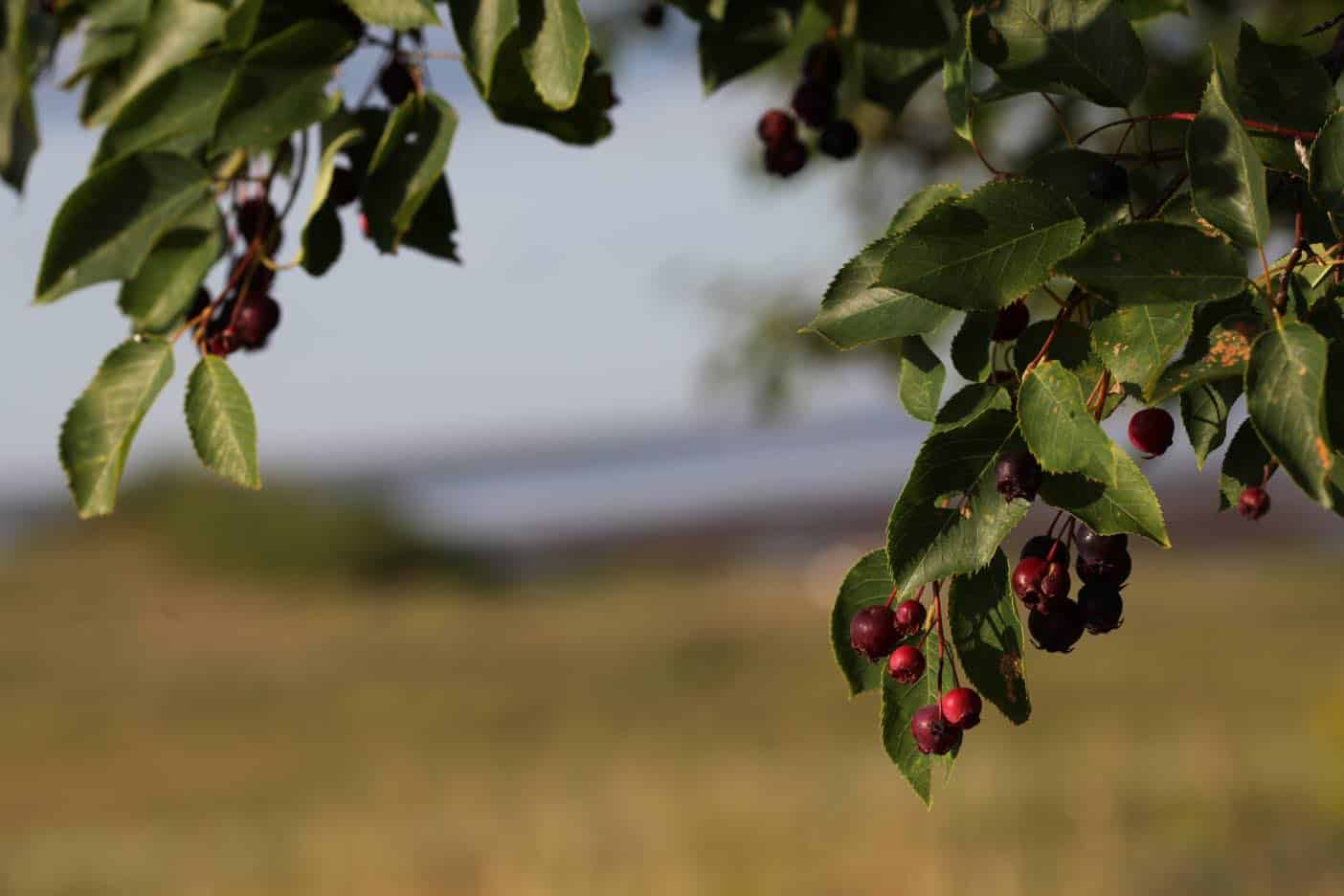 How To Make Serviceberry Jam - Farmhouse & Blooms