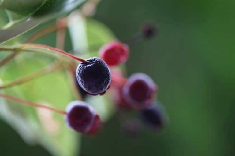How To Make Serviceberry Jam - Farmhouse & Blooms