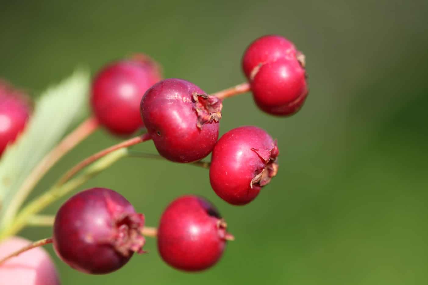 How To Make Serviceberry Jam - Farmhouse & Blooms