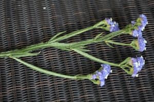 How To Grow Statice From Seed To Bloom - Farmhouse & Blooms