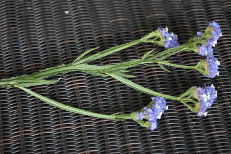 How To Grow Statice From Seed To Bloom - Farmhouse & Blooms