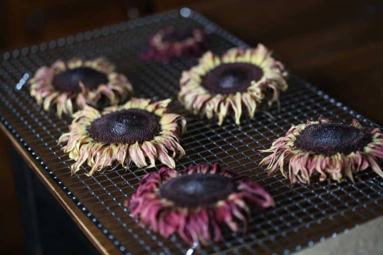 How To Dry Flowers ( 7 Methods To Preserve Your Blooms) - Farmhouse ...