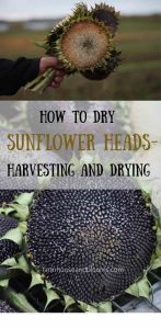 How To Dry Sunflower Heads- Harvesting And Drying - Farmhouse & Blooms