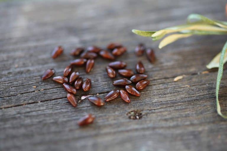 How To Grow Sea Buckthorn-A Beneficial Plant - Farmhouse & Blooms