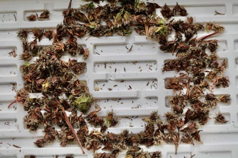 How To Collect Statice Seeds -Harvest And Storage | Farmhouse & Blooms
