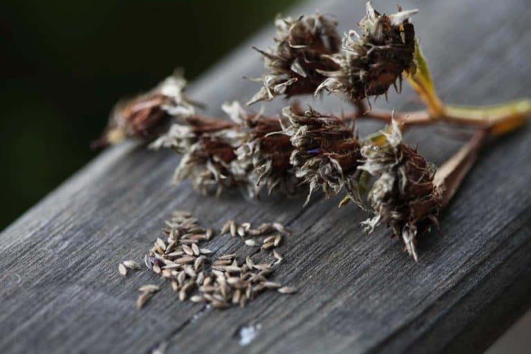 How To Collect Statice Seeds -Harvest And Storage | Farmhouse & Blooms