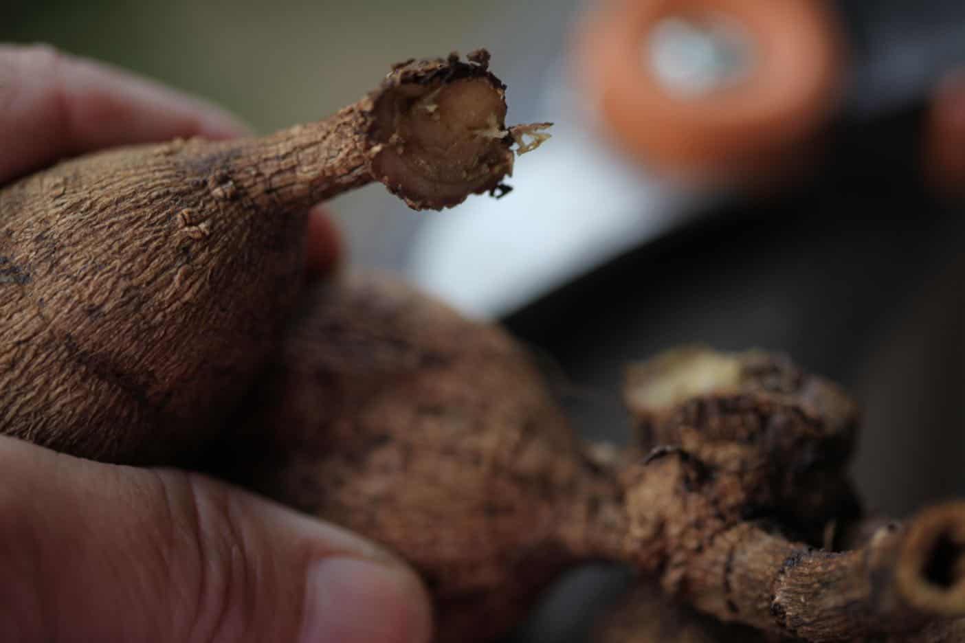 How To Dig Dahlia Tubers - Dig, Divide And Store - Farmhouse & Blooms