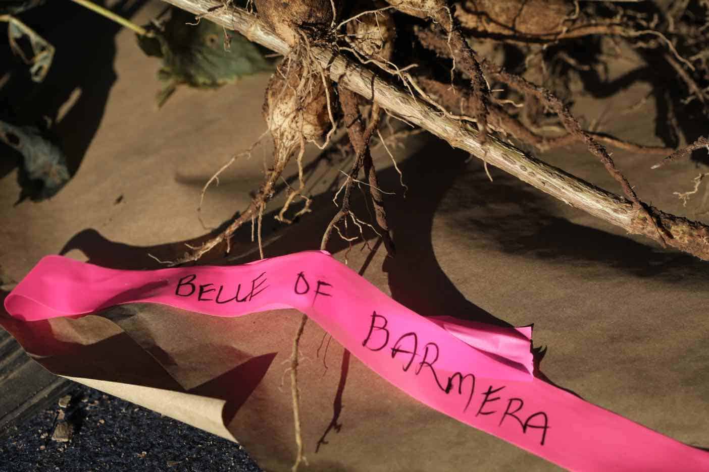 How To Dig Dahlia Tubers - Dig, Divide And Store - Farmhouse & Blooms