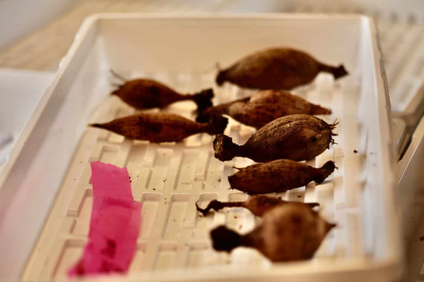 How To Dig Dahlia Tubers - Dig, Divide And Store - Farmhouse & Blooms