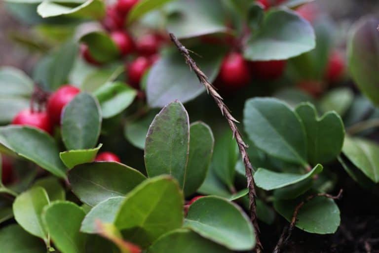 How To Grow Wintergreen - A Sweet Holiday Plant | Farmhouse & Blooms