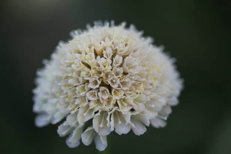 How To Grow Scabiosa (Pincushion Flower) | Farmhouse & Blooms