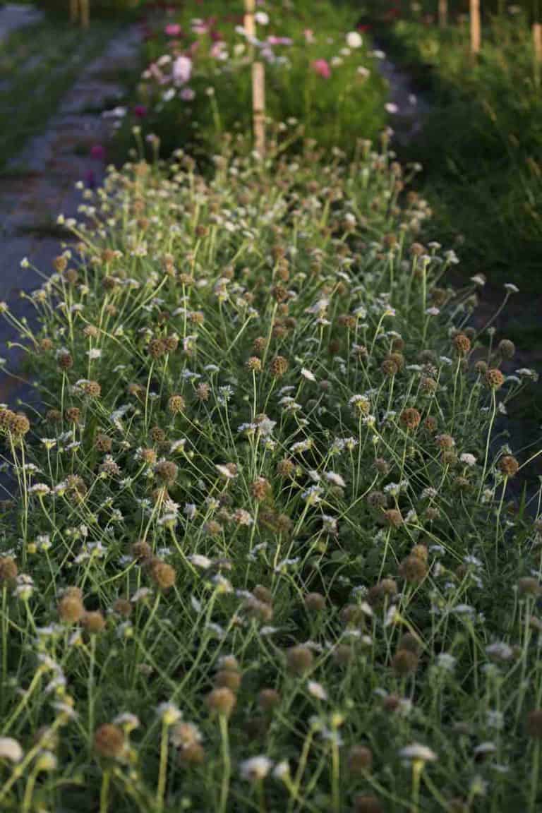 How To Grow Scabiosa (Pincushion Flower) | Farmhouse & Blooms