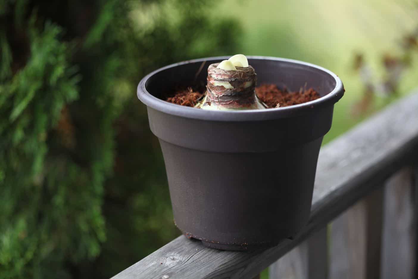 How To Plant Amaryllis Bulbs In Pots For Christmas Bloom - Farmhouse ...