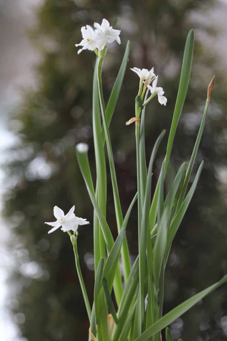 How To Plant Paperwhites - Planting And Care - Farmhouse & Blooms
