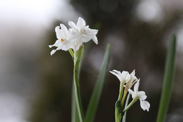 How To Plant Paperwhites - Planting And Care - Farmhouse & Blooms