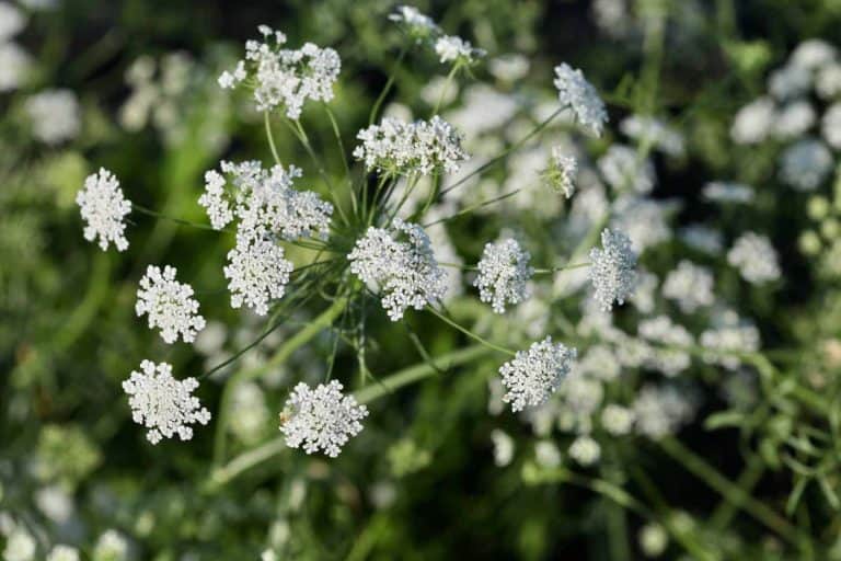 How To Grow Orlaya Grandiflora - White Lace Flower | Farmhouse & Blooms