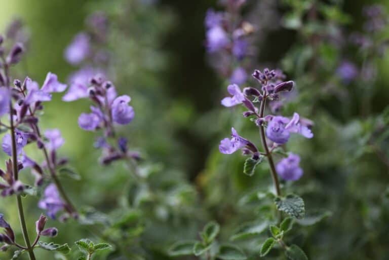 How To Grow Catmint (Nepeta)- A Long Blooming Perennial - Farmhouse ...