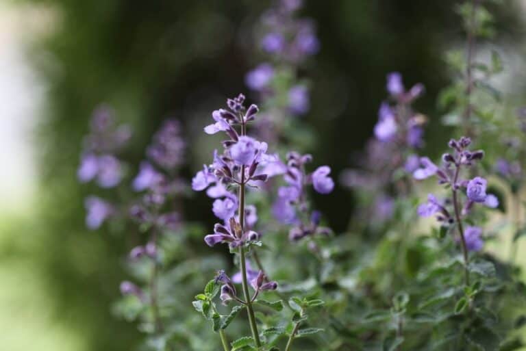 How To Grow Catmint (Nepeta)- A Long Blooming Perennial - Farmhouse ...