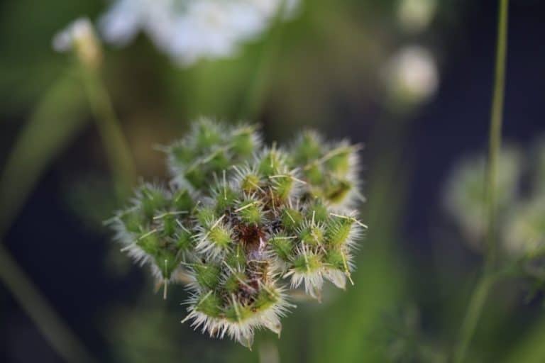 How To Grow Orlaya Grandiflora - White Lace Flower - Farmhouse & Blooms