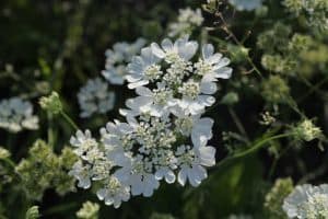 How To Grow Orlaya Grandiflora - White Lace Flower | Farmhouse & Blooms