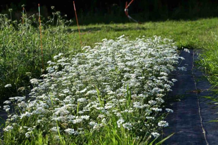 How To Grow Orlaya Grandiflora - White Lace Flower | Farmhouse & Blooms