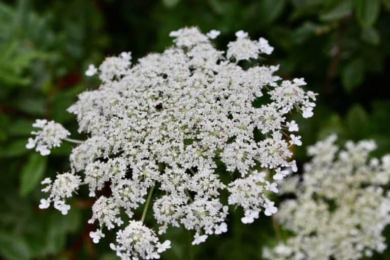 How To Grow Orlaya Grandiflora - White Lace Flower | Farmhouse & Blooms