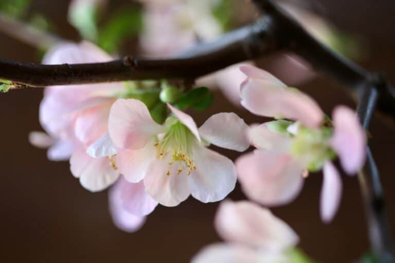 Forcing Quince Branches For Beautiful Spring Blooms - Farmhouse & Blooms