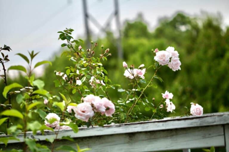 How To Prune A Climbing Rose - Farmhouse & Blooms