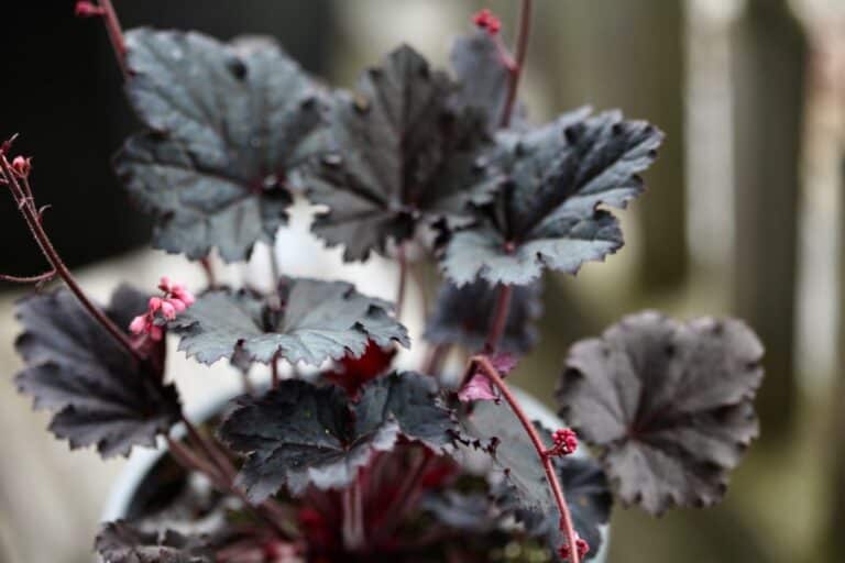 How To Grow Coral Bells (Heuchera) - Planting And Care | Farmhouse & Blooms
